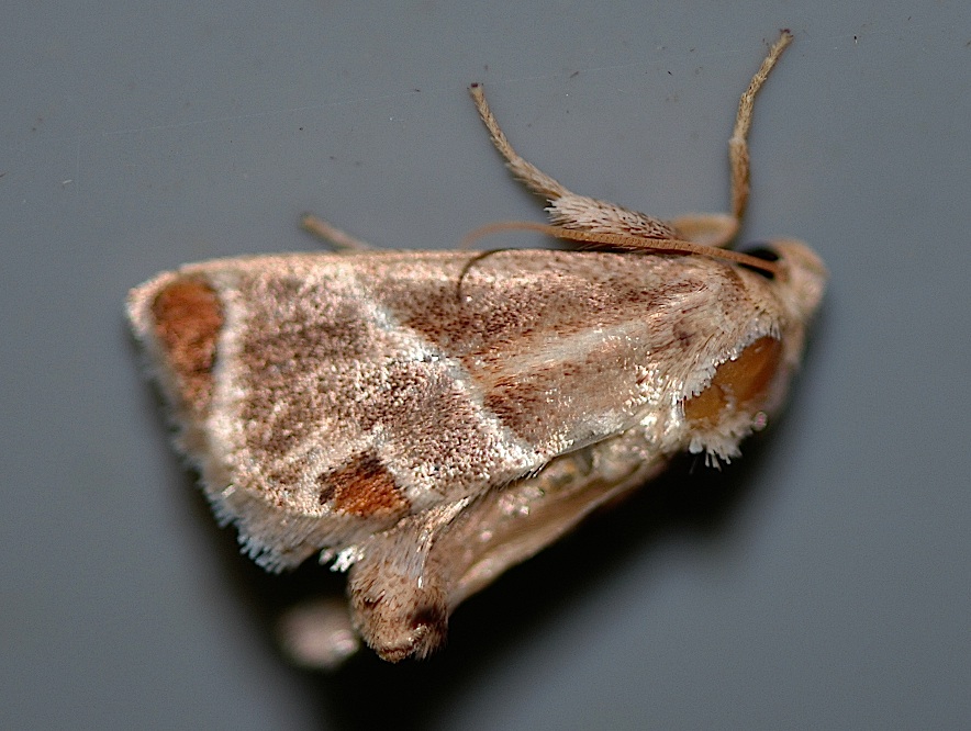 Field Biology in Southeastern Ohio: Slug Moths of Ohio, and related ...