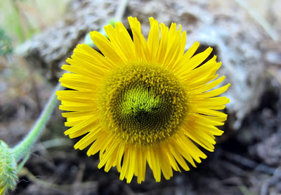 FLORA NEL SALENTO e.. anche altrove: Pulicaria odora (L.) Rchb ...