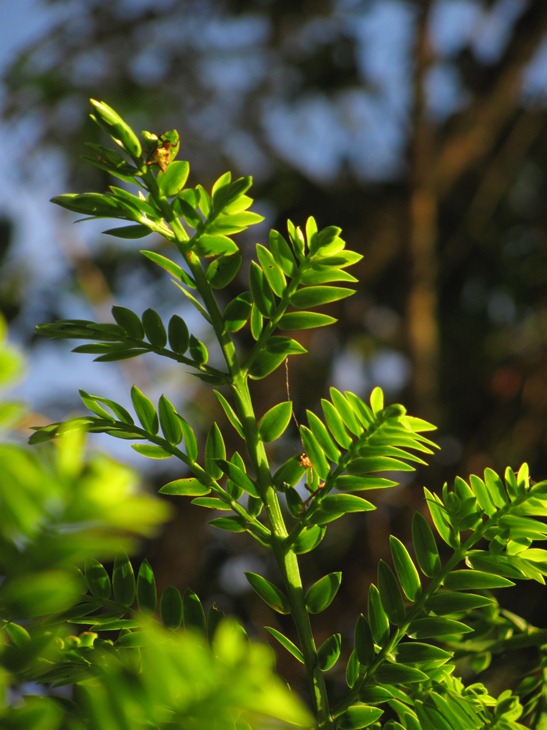 Biodiversidad y Conservación: noviembre 2012