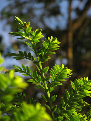 Biodiversidad y Conservación: Fincas al occidente de la Sabana - Los ...