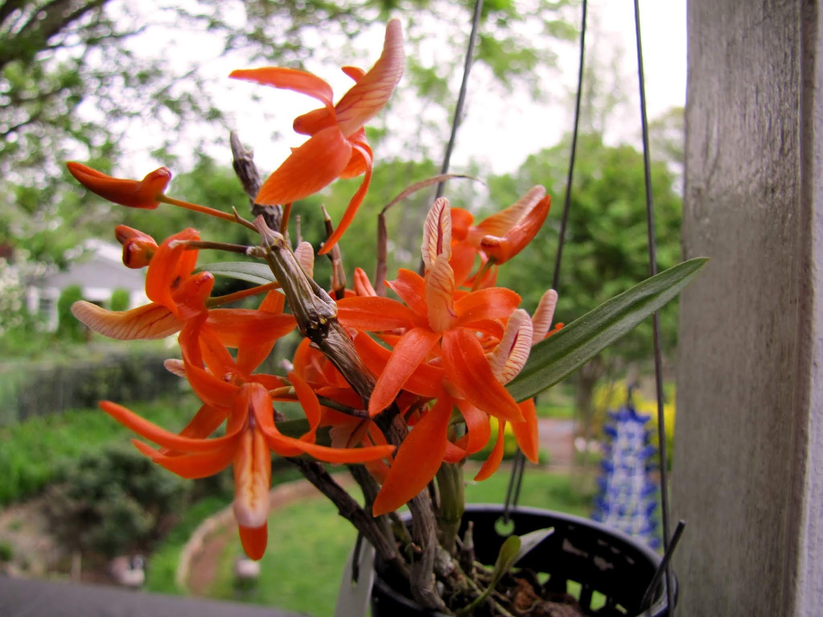 Dendrobium unicum care and culture | Travaldo's blog