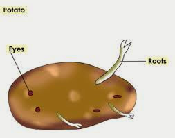 SCIENCE AND TECHNOLOGY: Chapter 15 : REPRODUCTION IN ORGANISMS