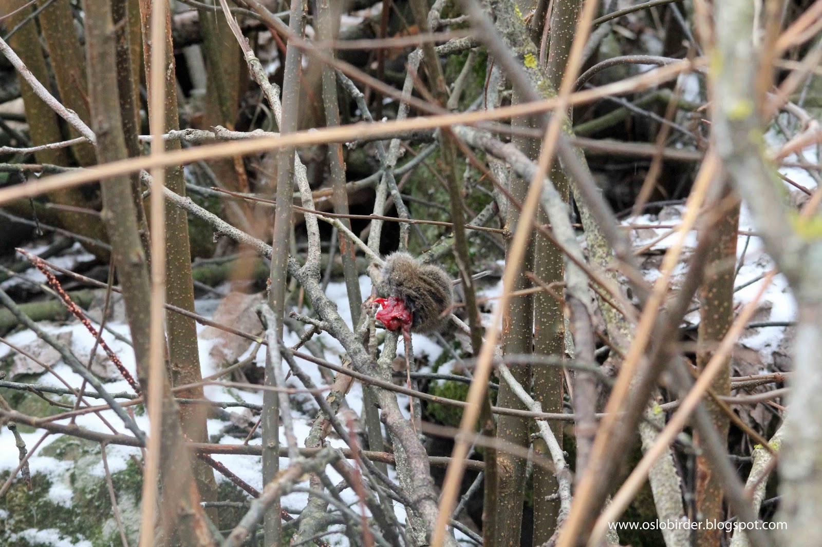 OSLO BIRDER: Butcher bird