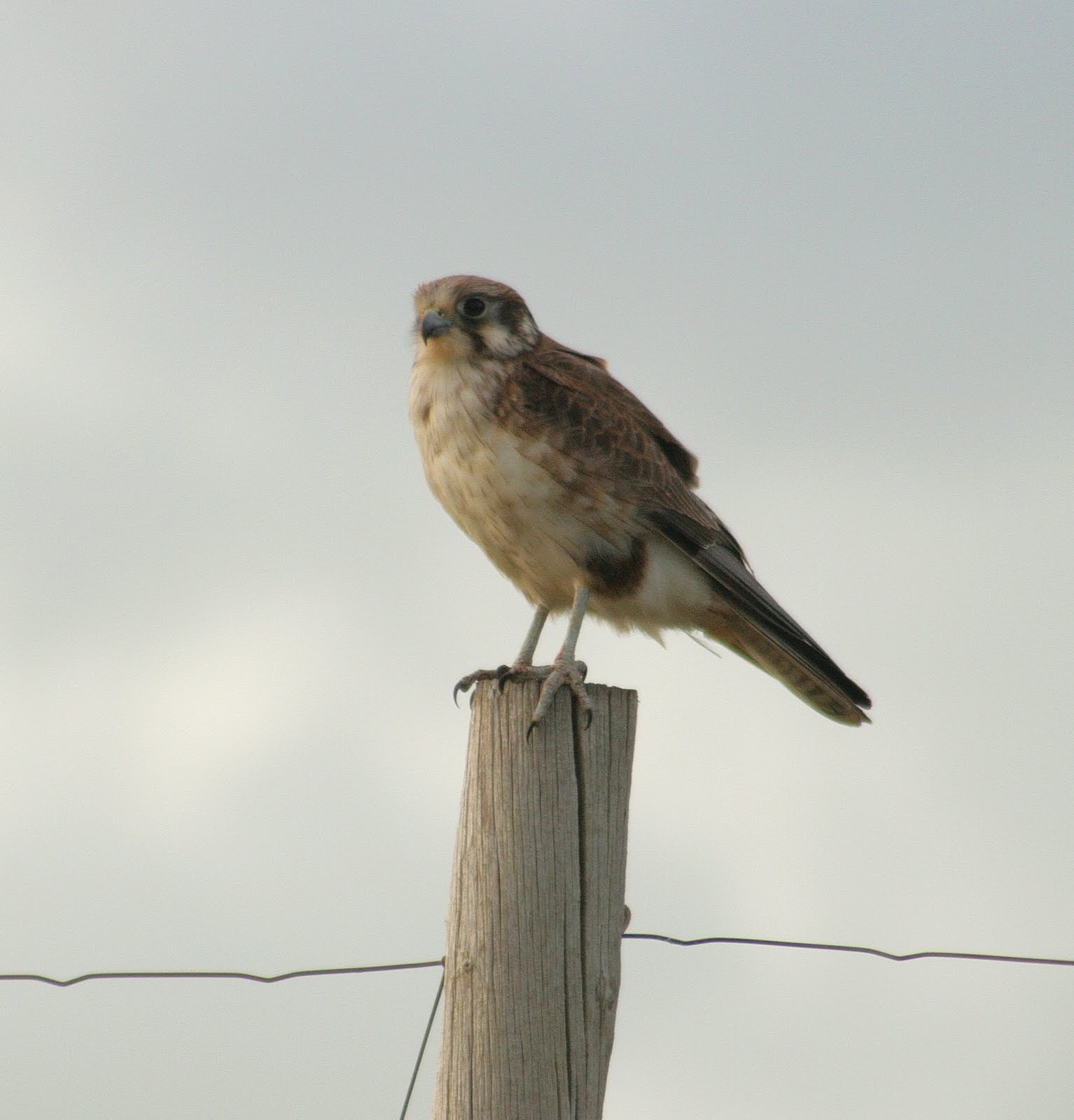 All Australian Falcons - minus 1