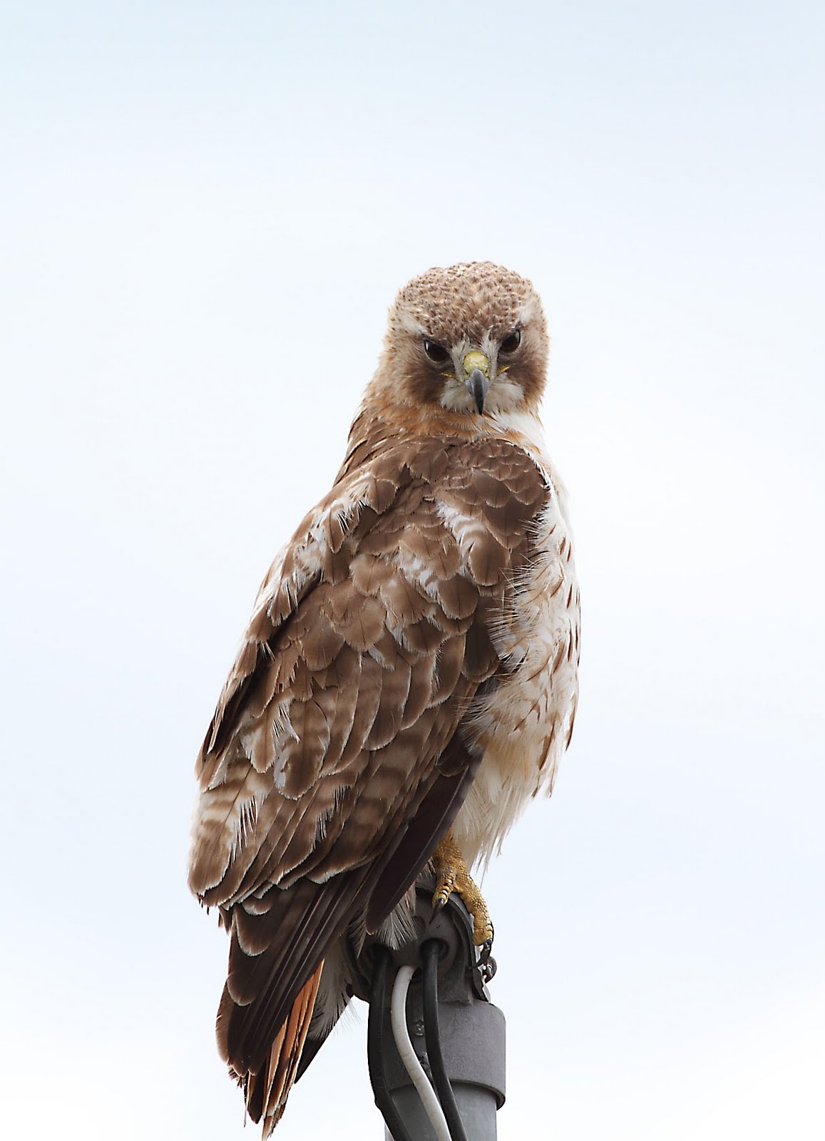 Red-Tailed Hawks of Wexford: Beautiful Red-Tailed Hawks Born May 2, 2011