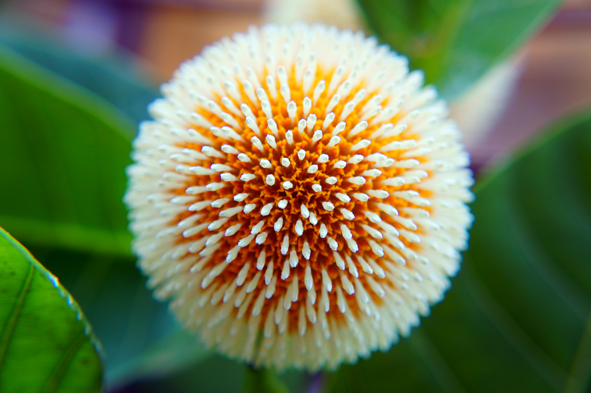 Kadam Flower "Beauty of Nature" ~ Kaley Cuoco