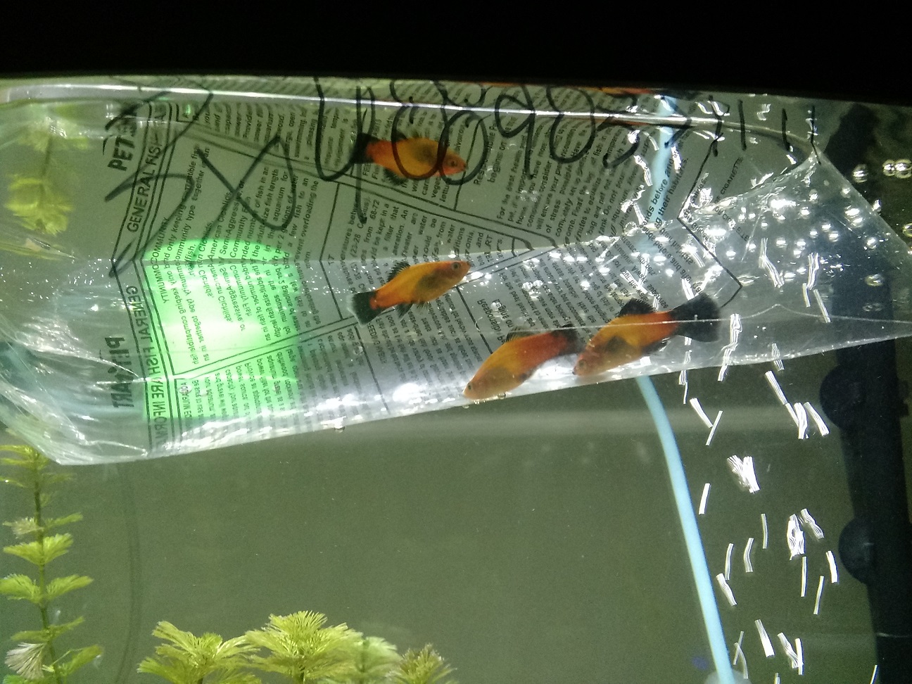 Fongpay's Universe: Champfleury Cheese