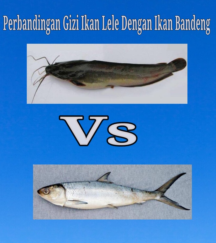 Perbandingan Gizi Ikan lele Dengan Ikan Bandeng - Link Sehat