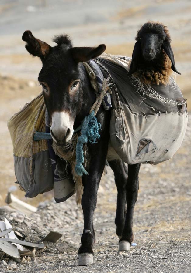 FOX PICTURE: The strangest animal couples