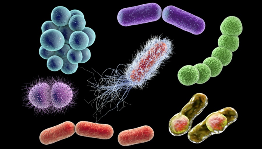 MÁS INFORMACIÓN SOBRE PATÓGENOS