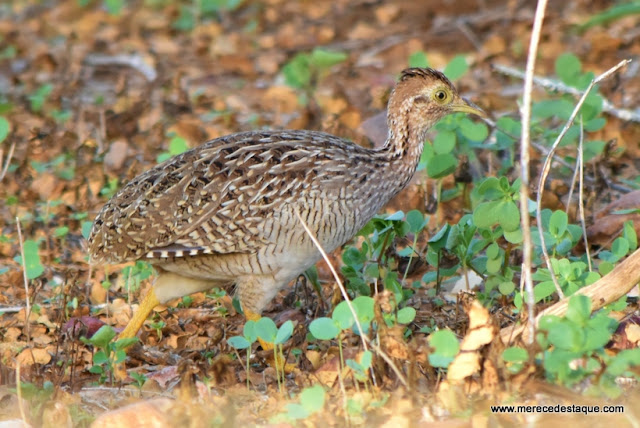 A foto do Dia - Codorna do Nordeste