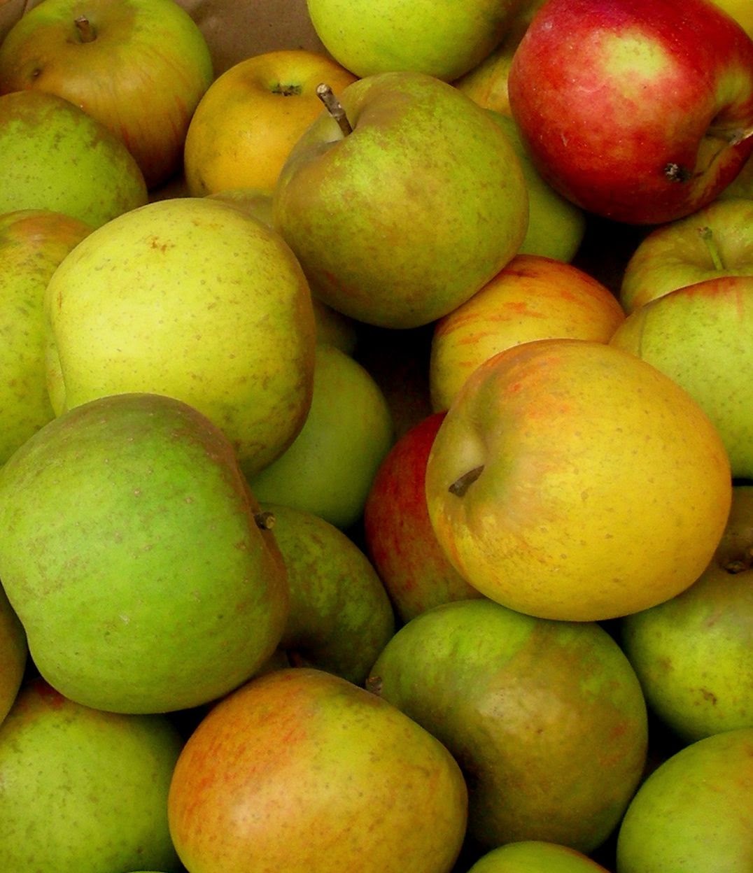 Favorite Photos of Pears and Apples