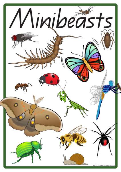 Sunflower: Minibeasts