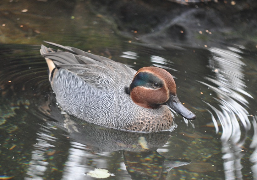 ZOOTOGRAFIANDO (6.100 ANIMALS): CERCETA COMÚN / COMMON TEAL (Anas crecca)