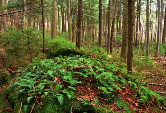 Mengenal Jenis-jenis Hutan di Indonesia Lengkap ala My-Budidaya - Trik ...