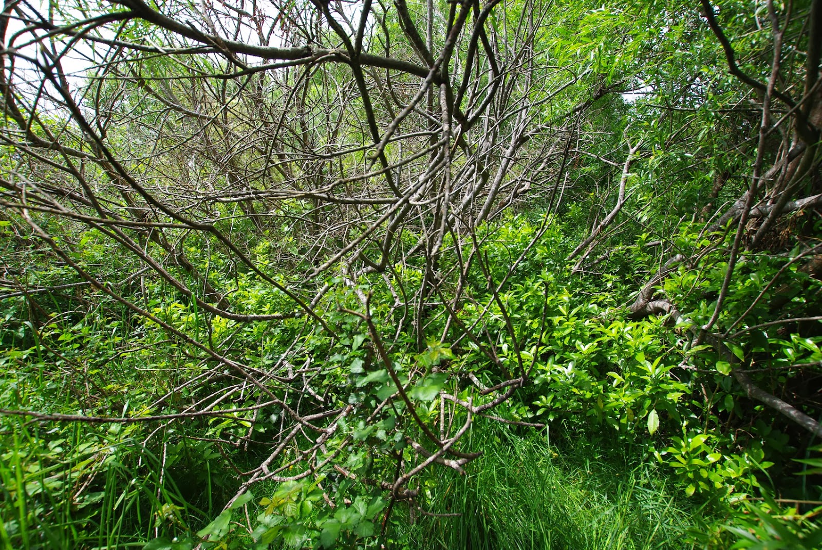 Forbes Ecology—Ecological Research Projects: Tukituki Riparian Bitter ...