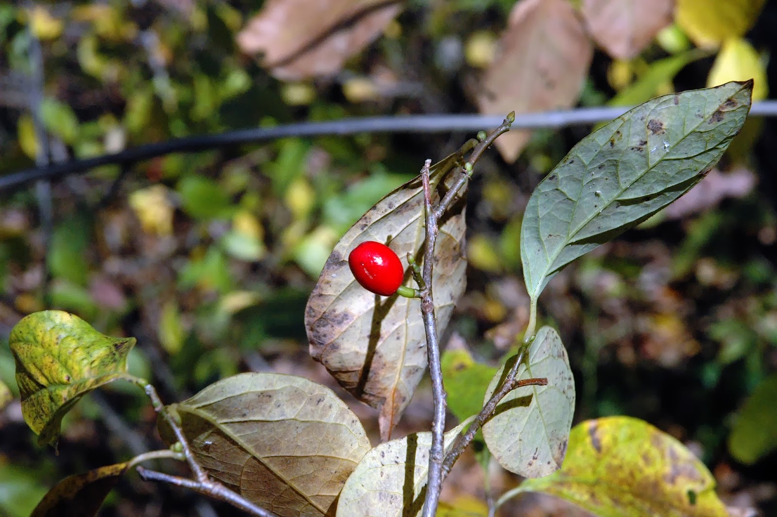 Field Biology in Southeastern Ohio: Autumn: Cool Temperatures and Color ...