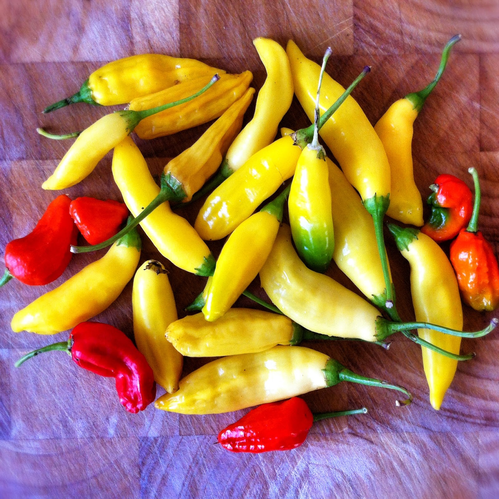 Peruvian lemon drop chillies, a hot sauce direct from the garden