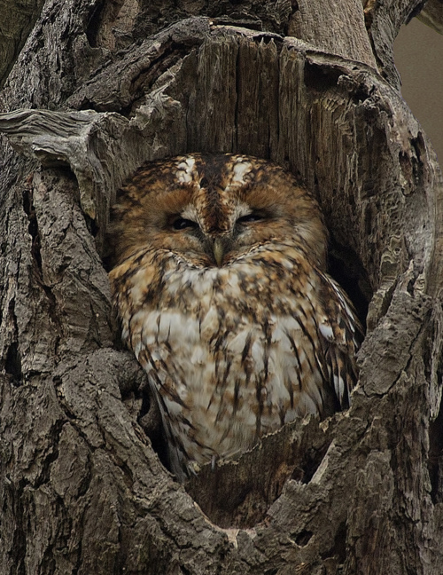 Palabras perdidas entre la niebla: Búho