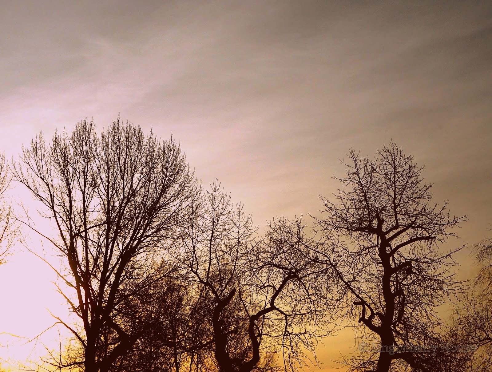 Lingonberry House: Dramatic trees