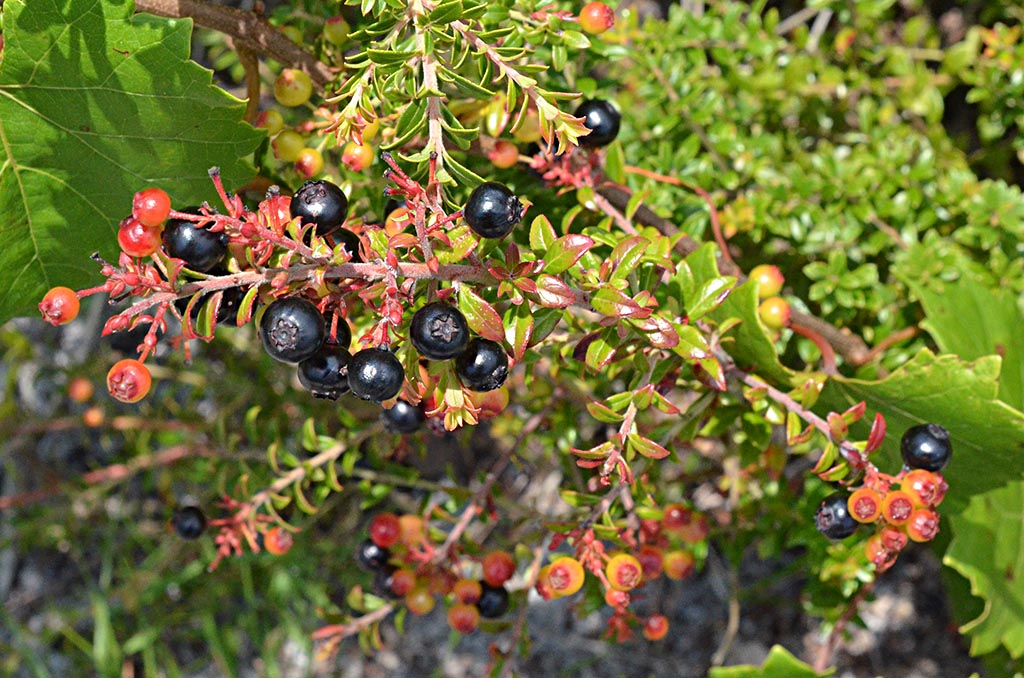 Space Coast Wildflowers: Cruickshank Sanctuary, June 13, 2016