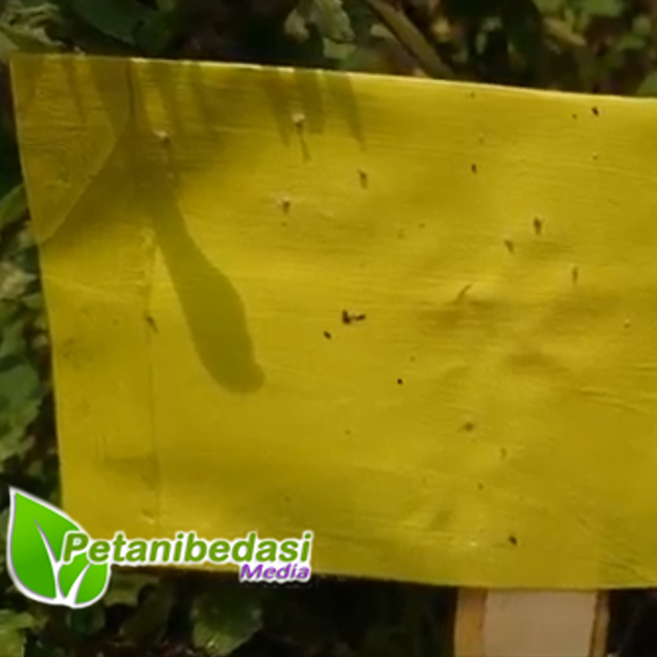 Jara Jitu: Membuat JEBAKAN/PERANGKAP KUNING Dari Kertas Bekas - Tips ...