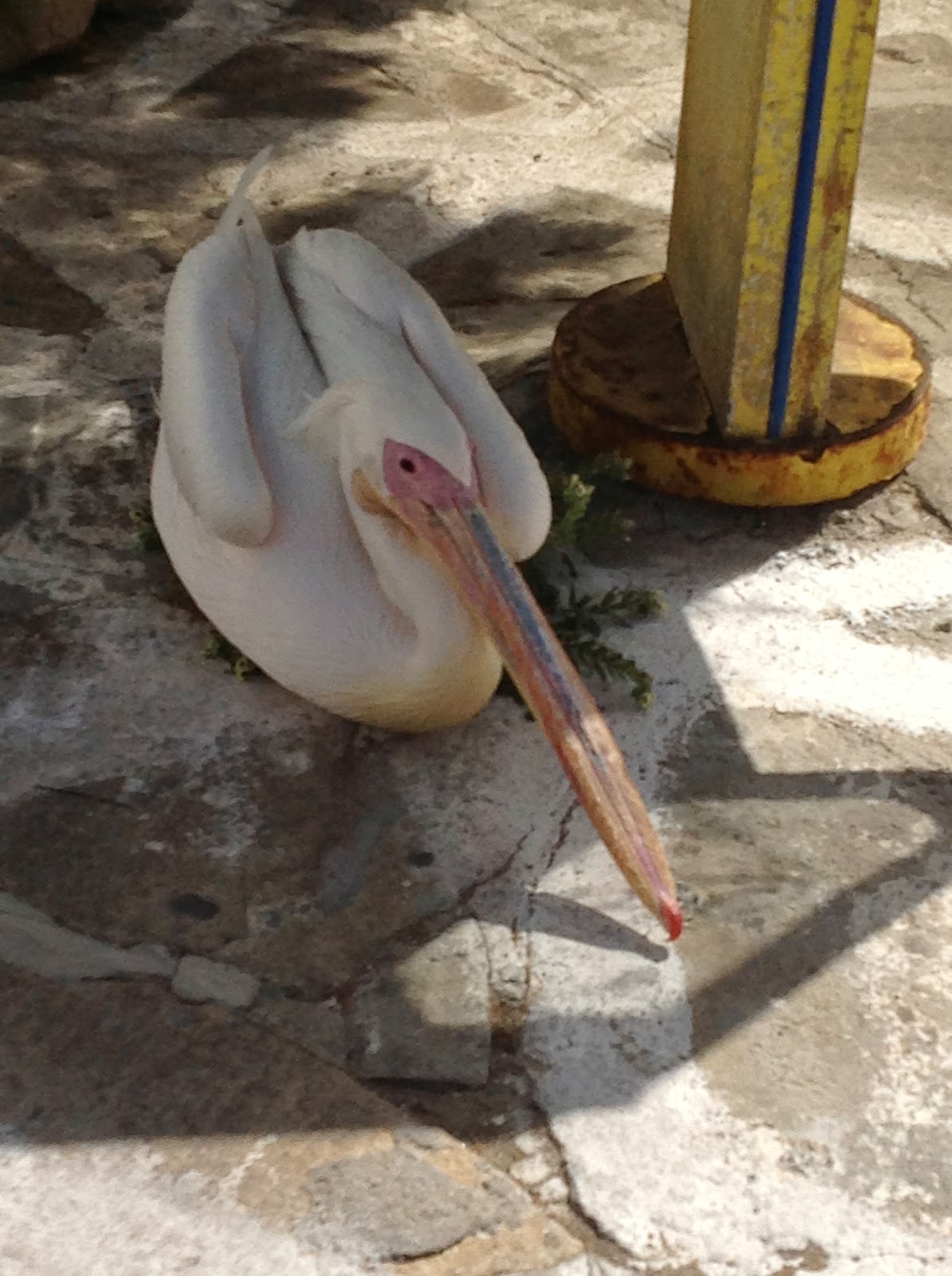 GEZİ YAZILARI: YUNAN ADALARI ( RODOS - MYKONOS - SANTORINI )