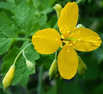 Rosopas žuti, rusa, zmijino mlijeko ili trava od žutice (chelidonium ...