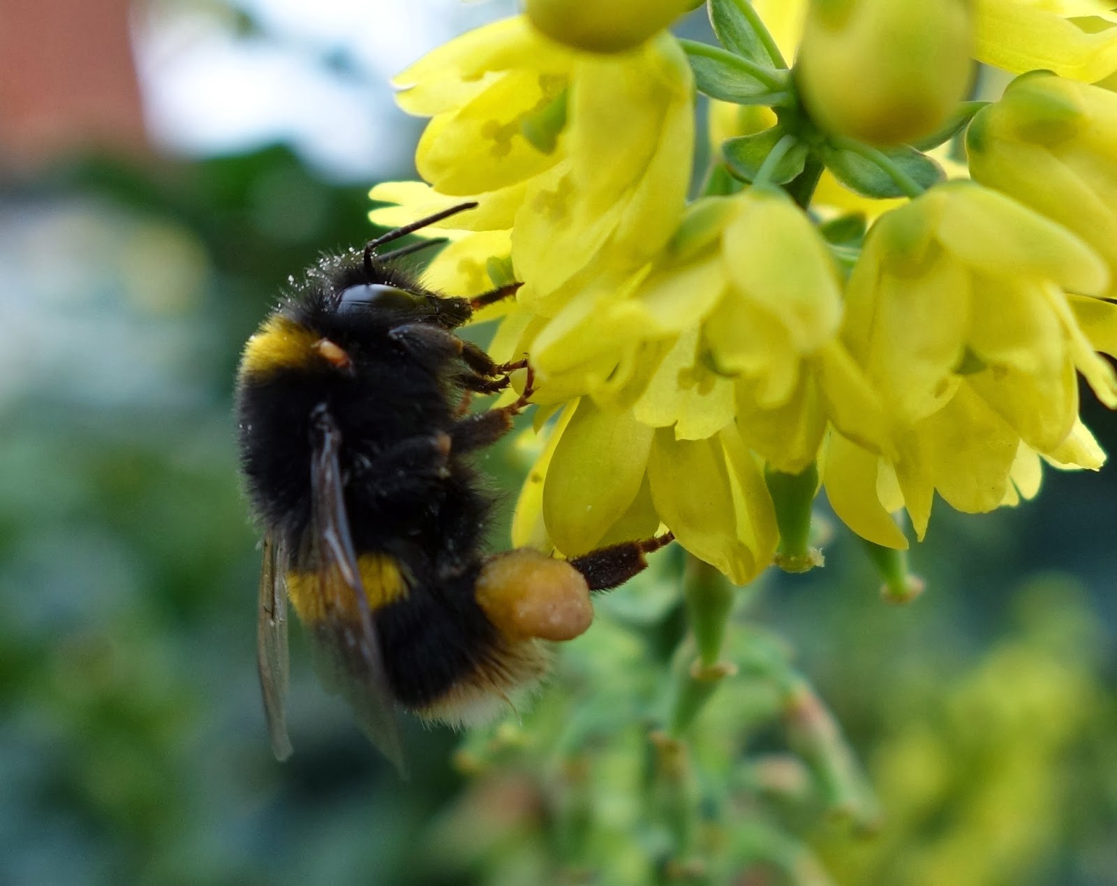 Urban Pollinators: Mahonia: a magnificent magnet for winter-active ...