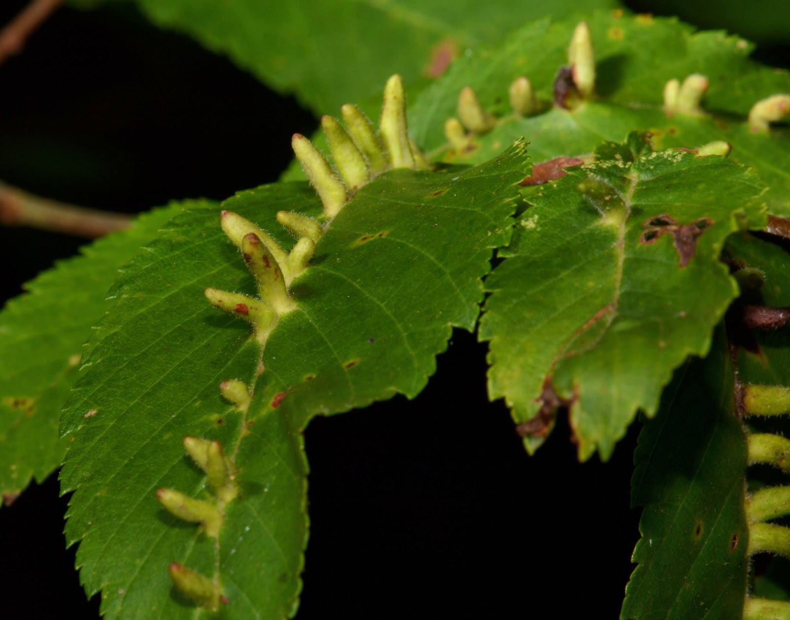 Nature Rambling: Ramble Report June 25 2015