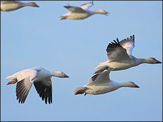 LAS AVES : Todas las aves emigran
