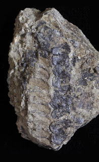 Rosa Rubicondior: Evolution News - Yet Another Transitional Species