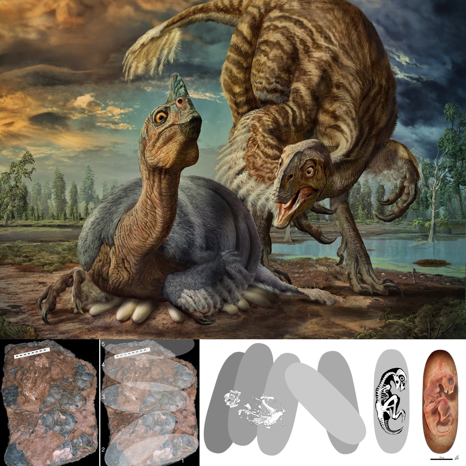 Species New to Science: [Paleontology • 2017] Beibeilong sinensis ...