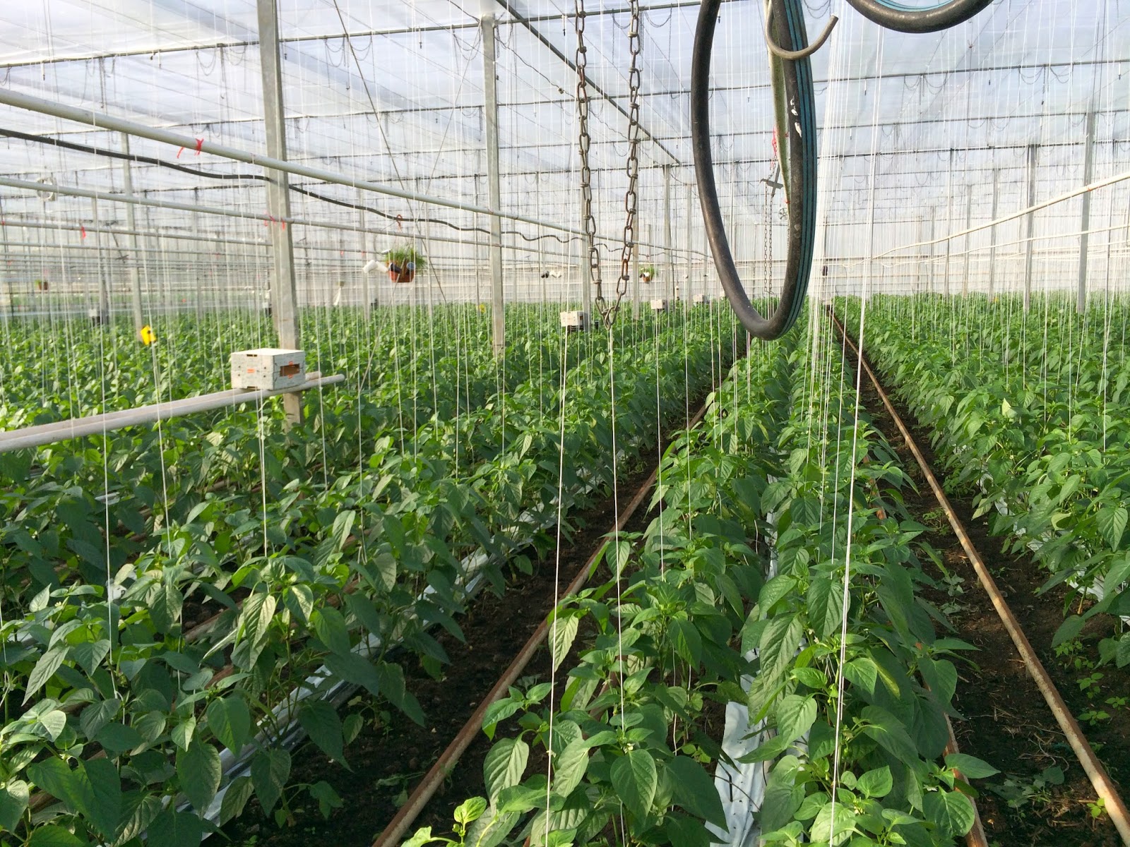 Janzen Ag Law: Three Agricultural Lessons from The Netherlands