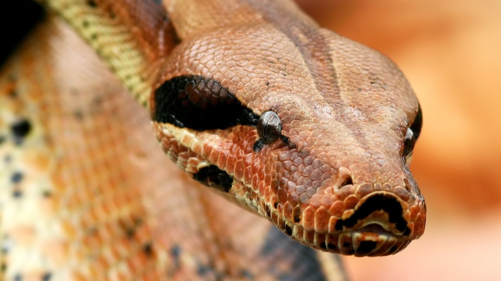 Culebra pitón - Fondos de Pantalla HD - Wallpapers HD