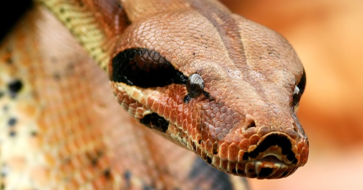 Culebra pitón - Fondos de Pantalla HD - Wallpapers HD