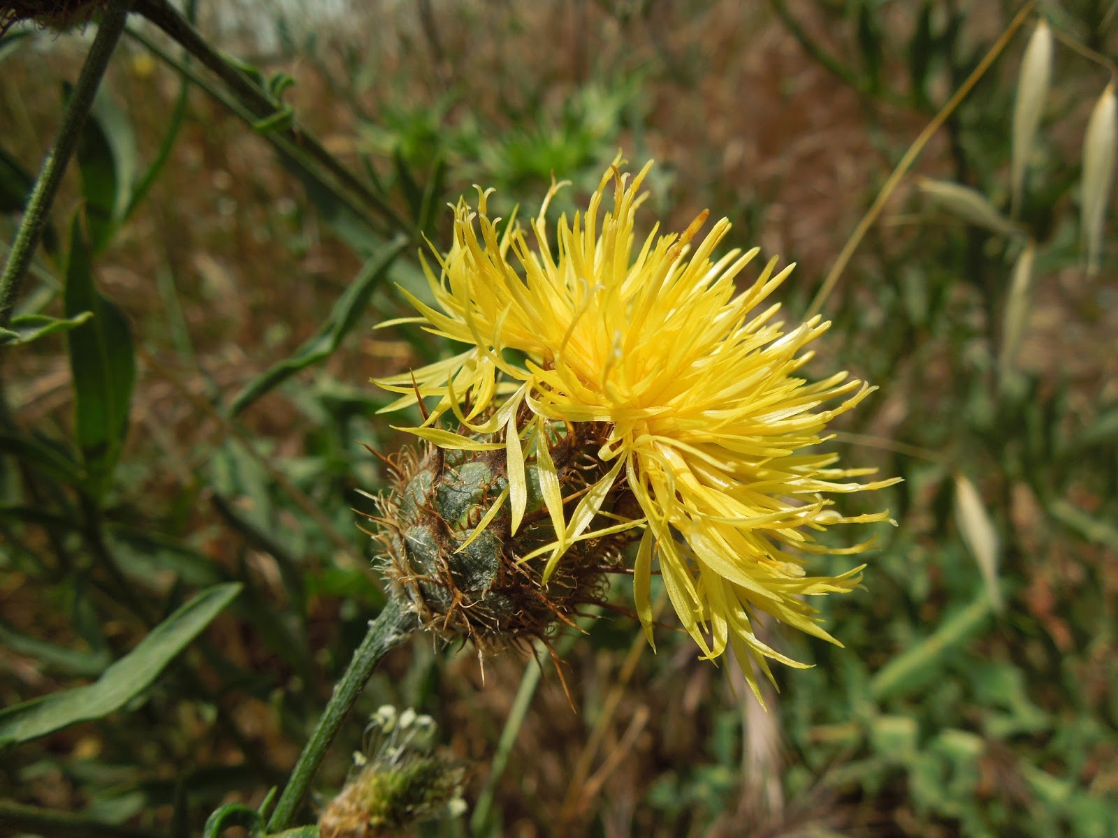 CARDASOL - BOTÀNIC SERRAT