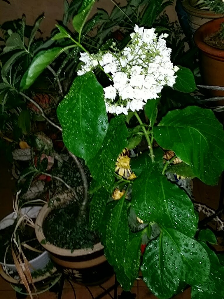 Xing Fu: BREAD FLOWER