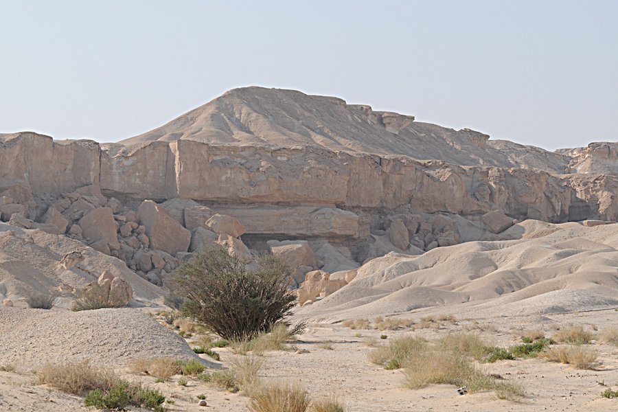Birds of Saudi Arabia: Shedgum Escapment