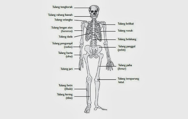3 Kelompok Tulang Penyusun Rangka Manusia Berdasarkan Jenis dan Bentuk ...
