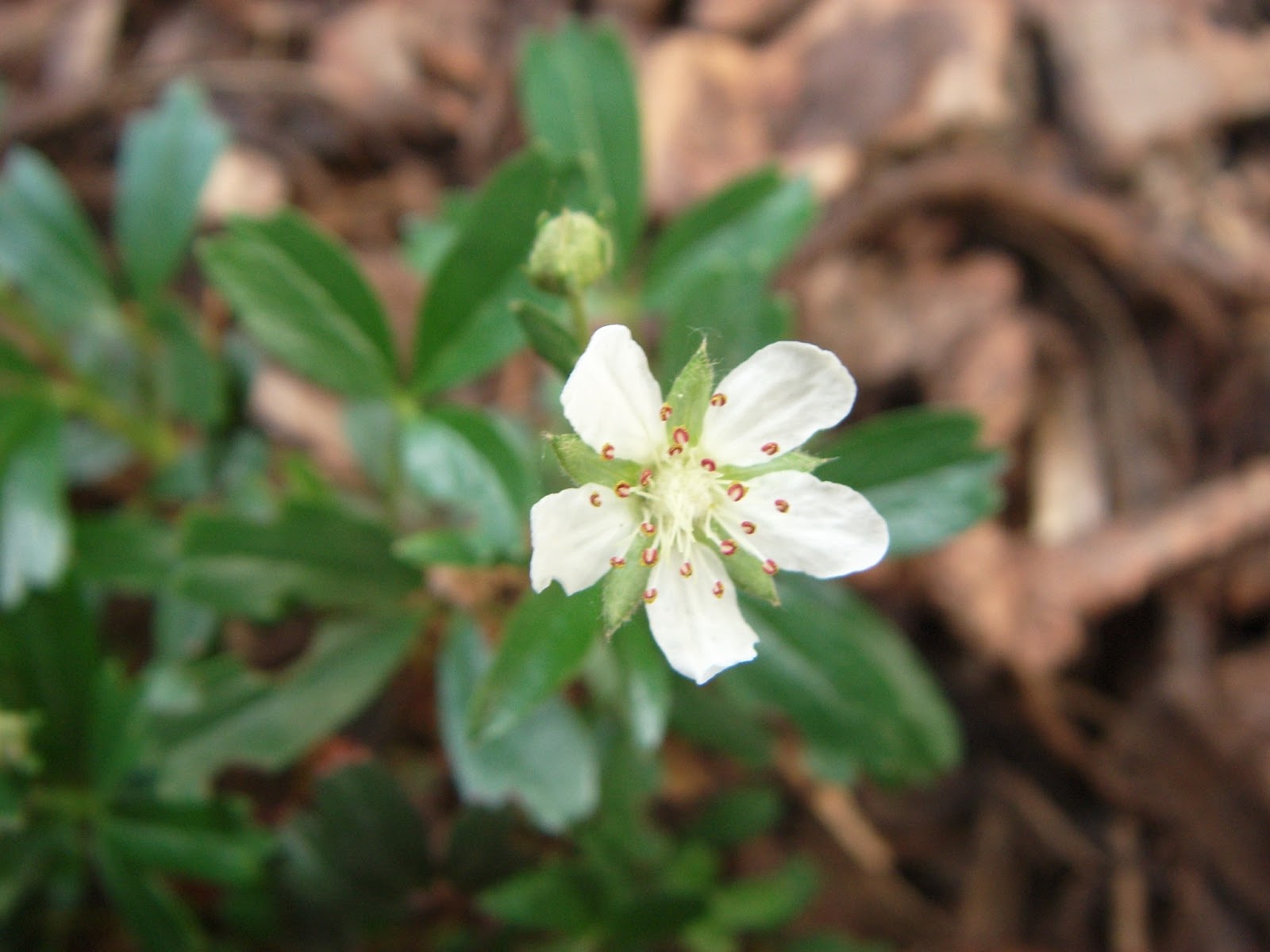 my gardening archive: three-toothed cinquefoil