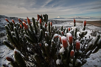 EL CHIMBORAZO: LA FLORA EN EL CHIMBORAZO