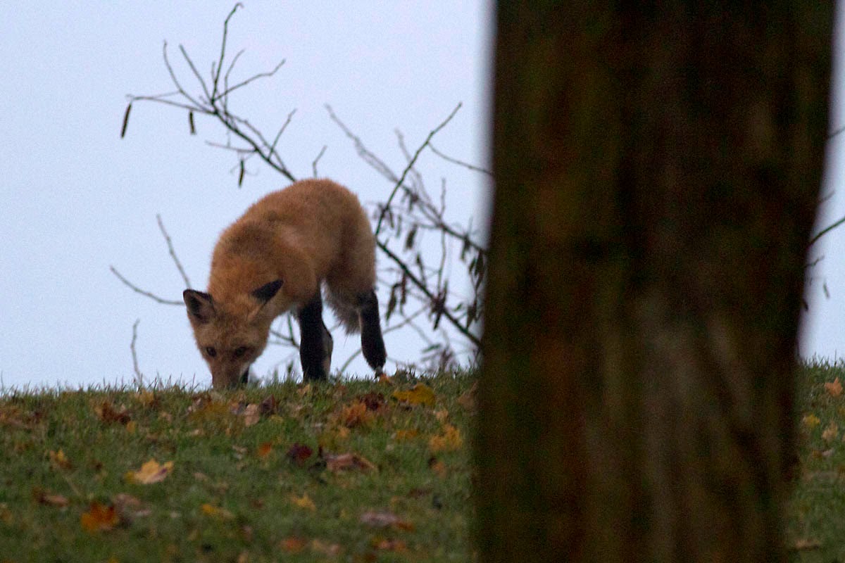 Ann Brokelman Photography: Red Fox Rescue and Release with Toronto ...