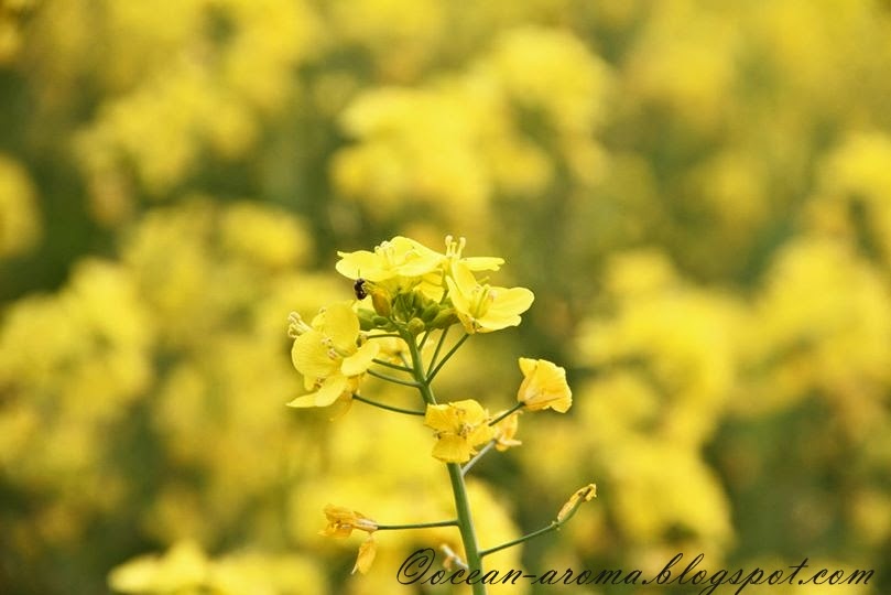 Most beautiful Shorisha Flower Unique HD Wallpaper « Ocean Aroma