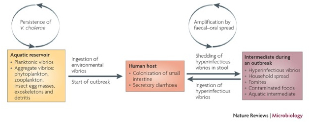 Infection Landscapes: Cholera