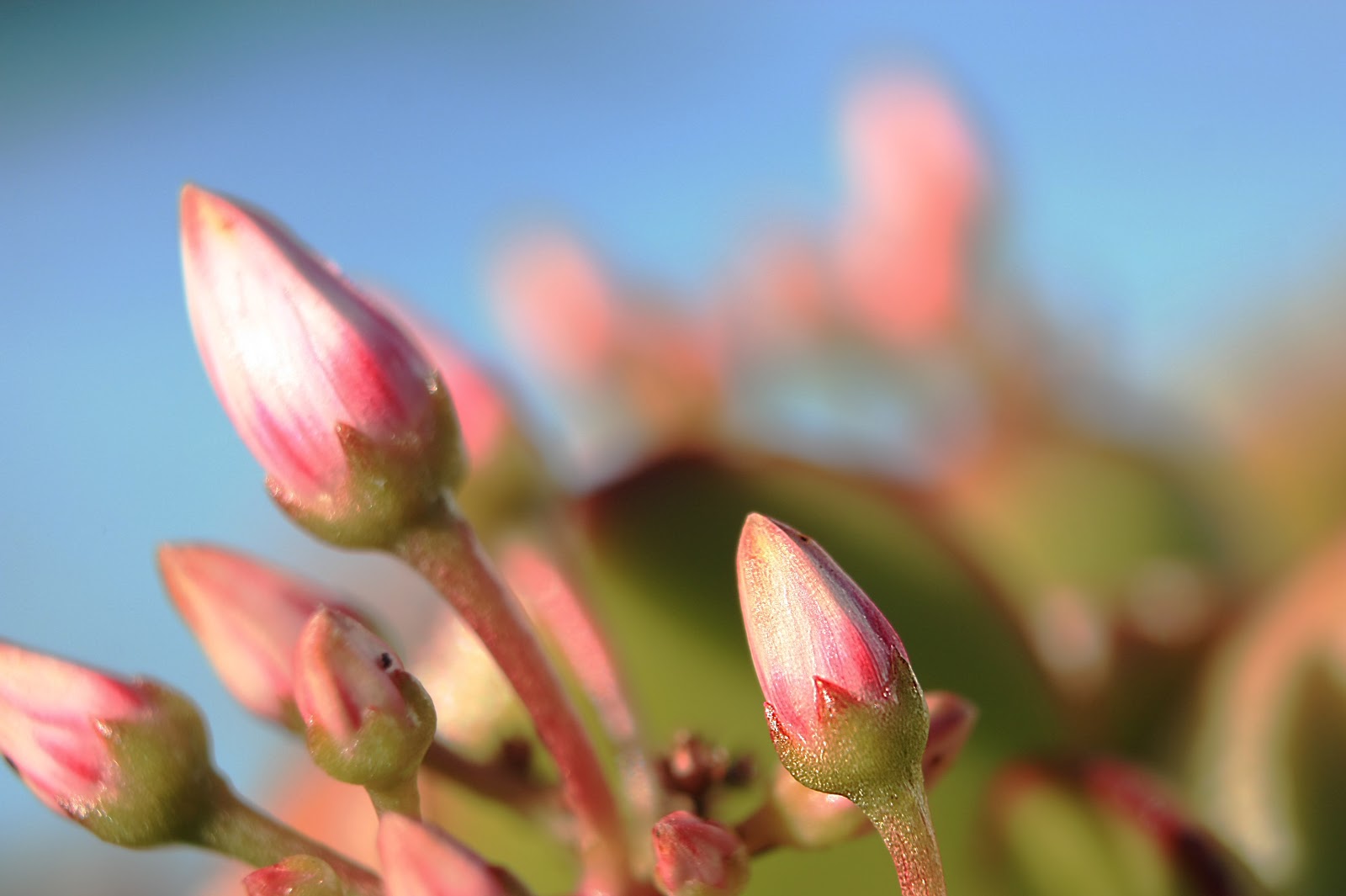 fotosmacro.blogspot.com: Capullos y tarugos.(taruguitos)