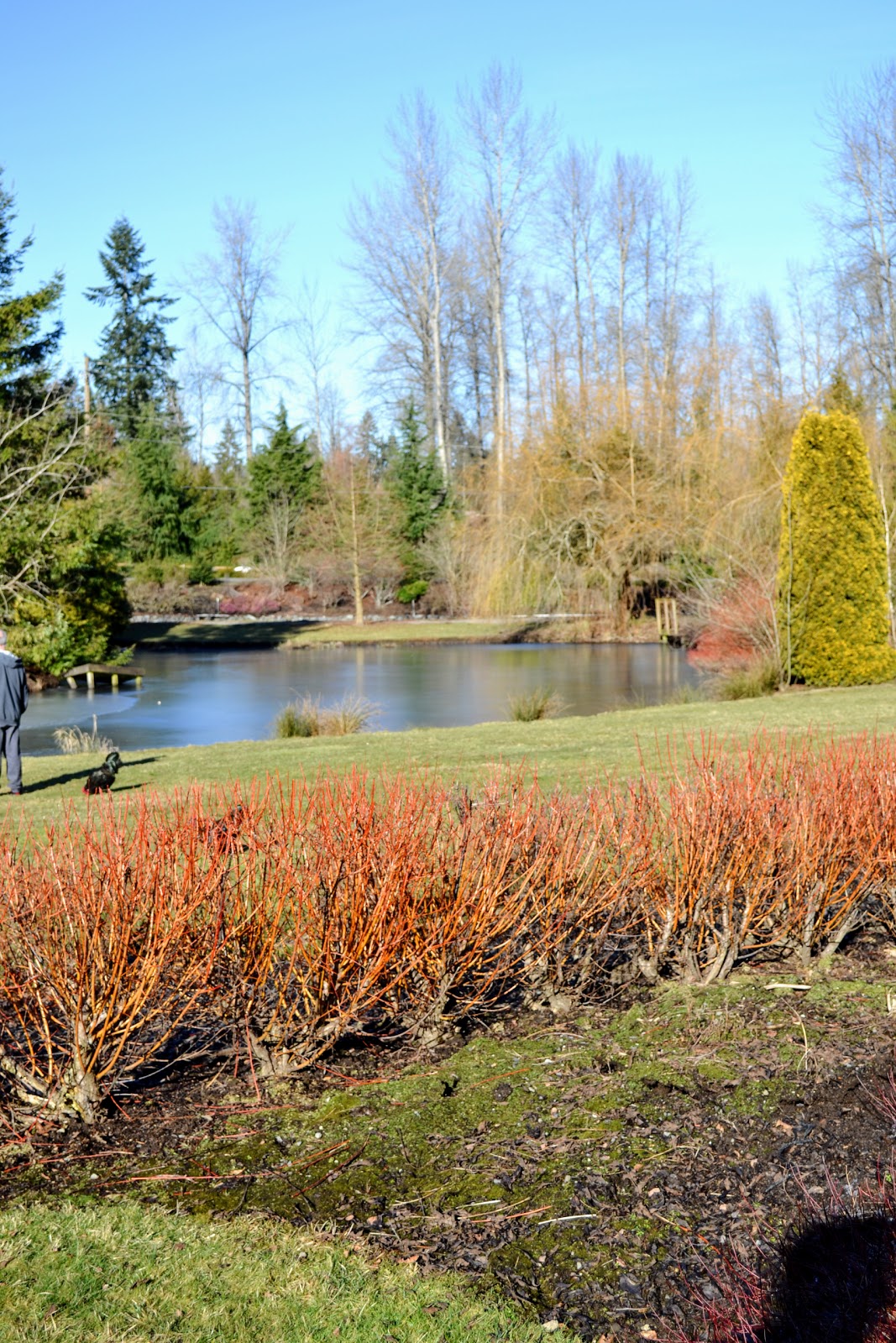 The Outlaw Gardener: Frozen Flower World Part Two - Come In from the Cold!