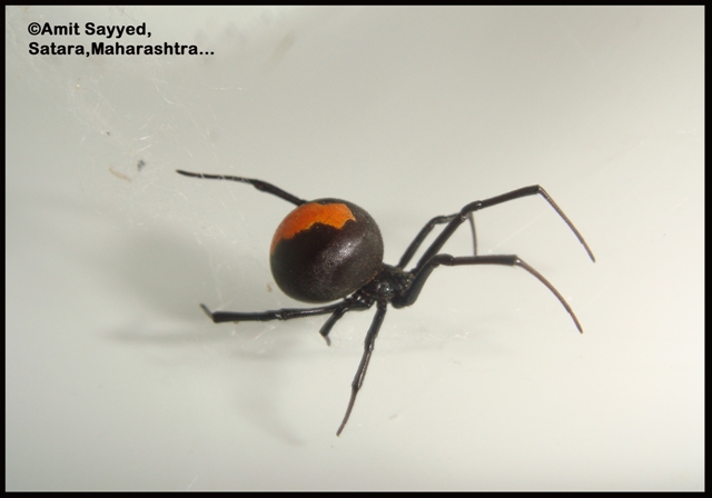 Wild Animals Of India: The Redback spider