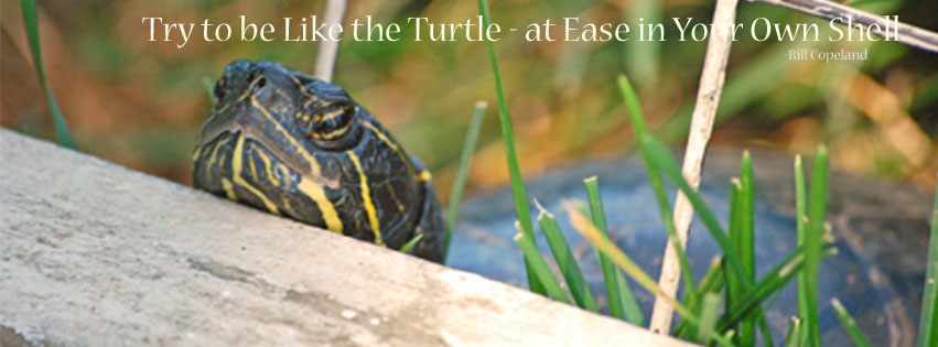 CJO Photo: Facebook Covers: Animals