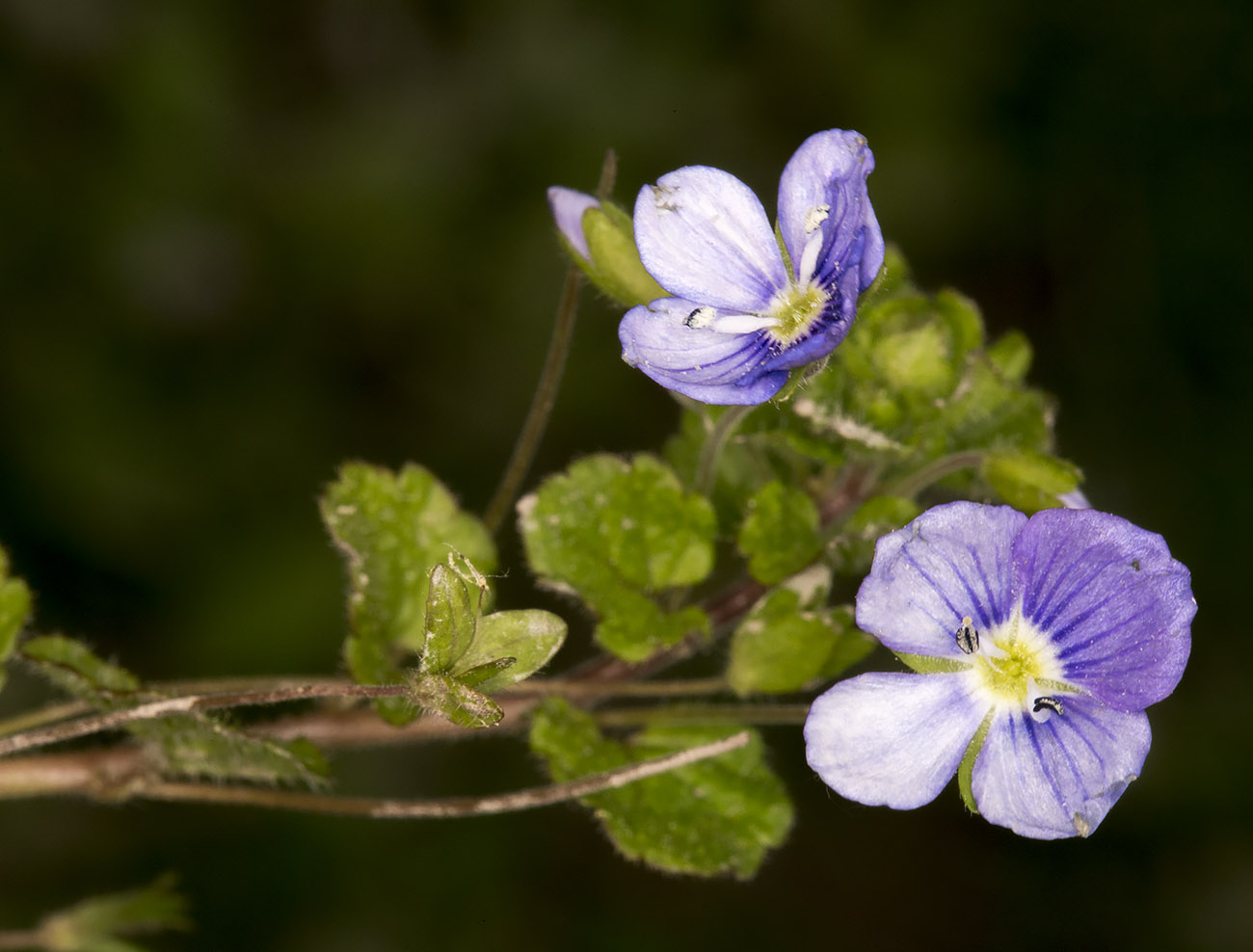 Kemsing Speedwells | Naturally